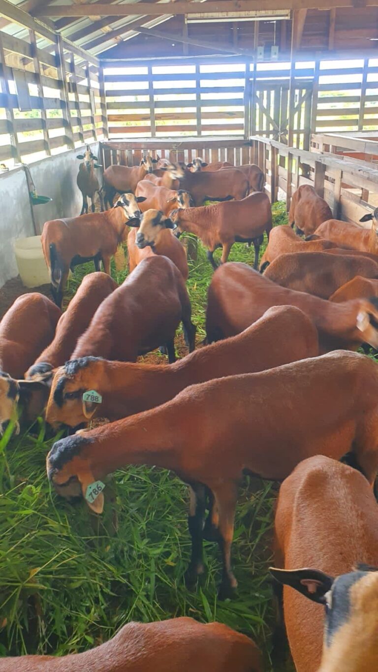 GUYANA LIVESTOCK DEVELOPMENT AUTHORITY – Guyana Livestock Development ...