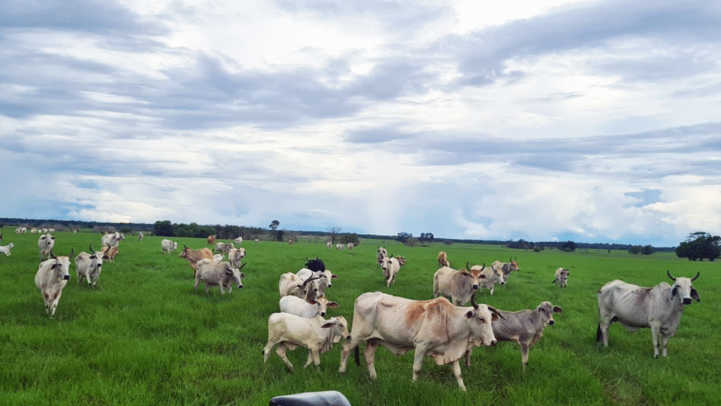 Guyana Livestock Development Authority